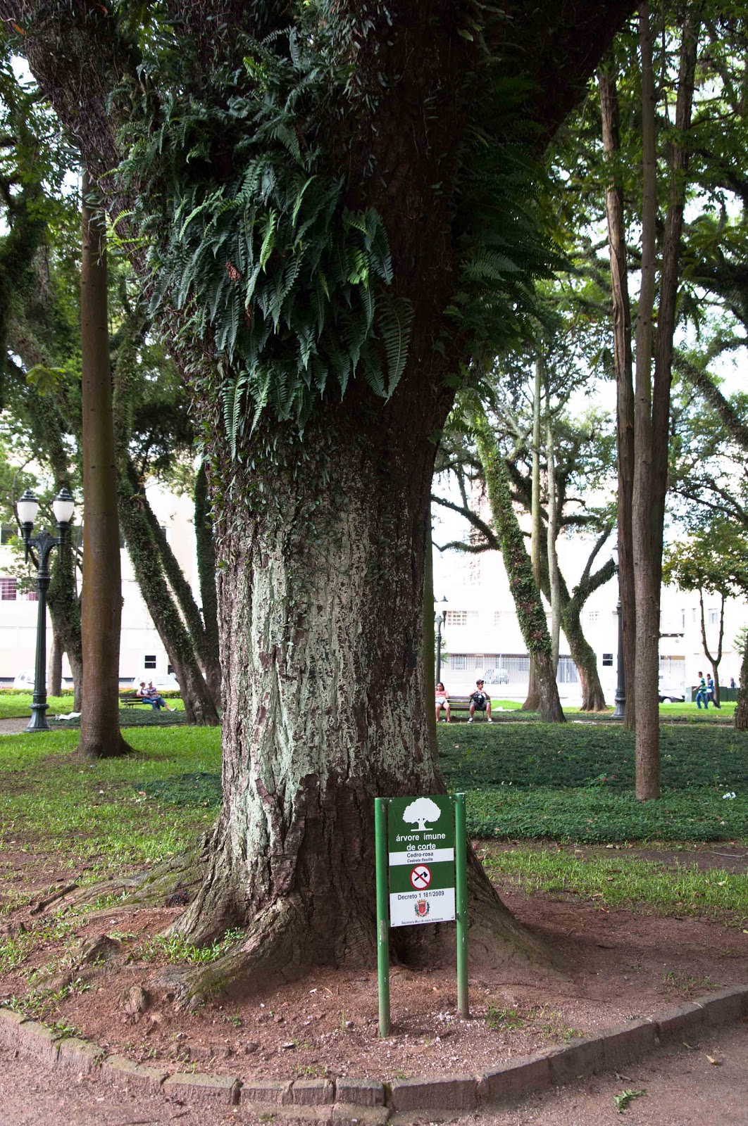 51 Árvores Imunes de Corte - Cedro Rosa - Praça Eufrásio Corrêa
