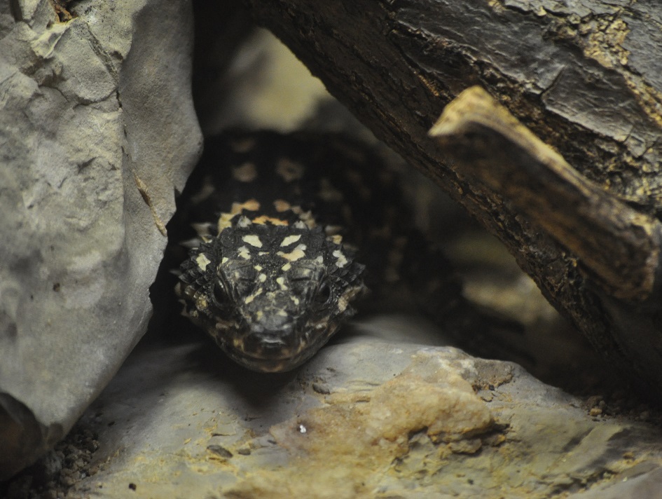 ZOOTOGRAFIANDO (MI COLECCIÓN DE FOTOS DE ANIMALES): LAGARTO ACORAZADO ...