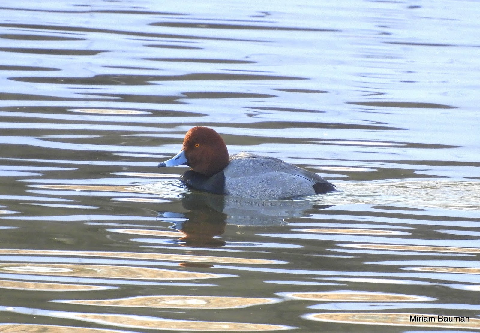 Waterloo Region Nature Annual Field Trip to North Shore of Lake Ontario ...