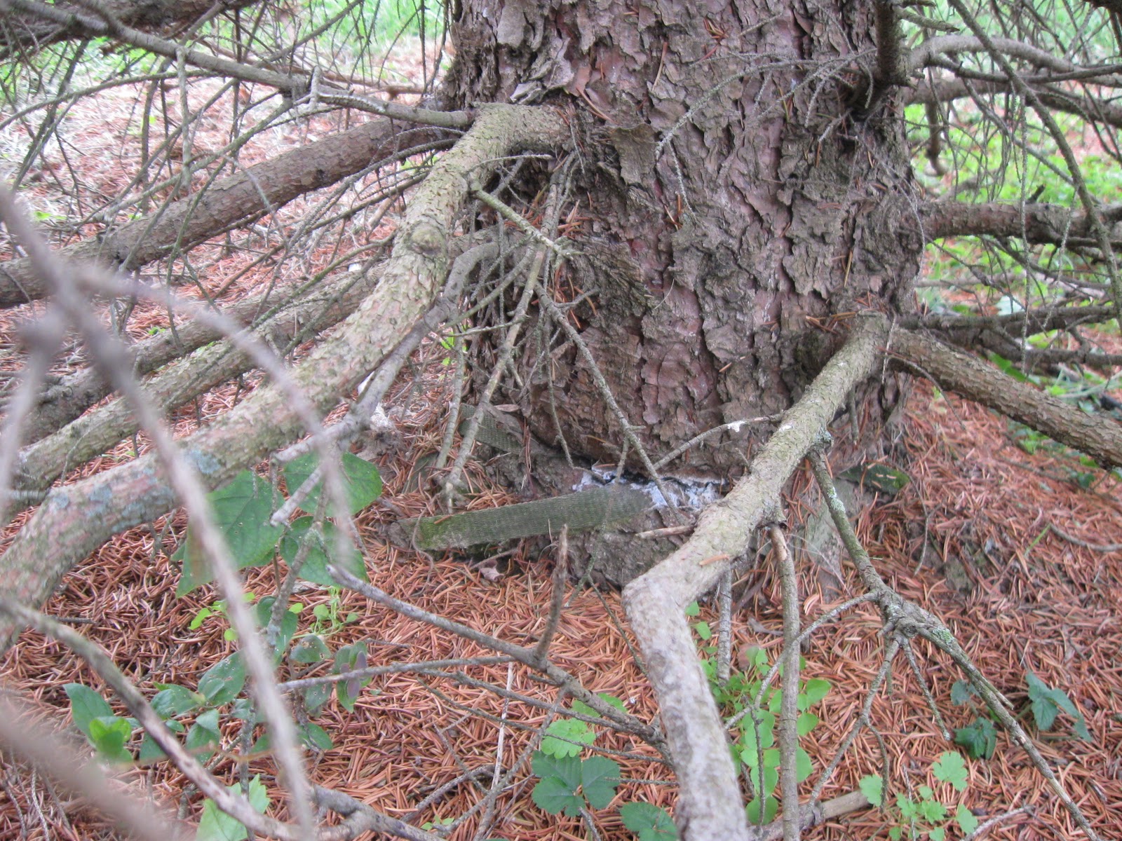 University of Illinois Plant Clinic: End of the Season, "My Spruce is ...