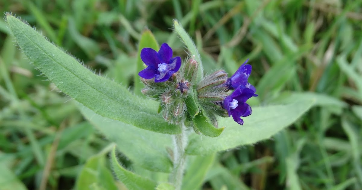 oog voor de natuur: Gewone ossentong (Anchusa officinalis). Gezien op ...