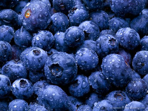 Scout: A Daily Guide to Cape Cod: Blueberry Picking on Cape Cod