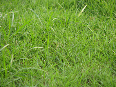 Beautiful Meow ♪♫ : Kenapa Rumput Bergoyang?