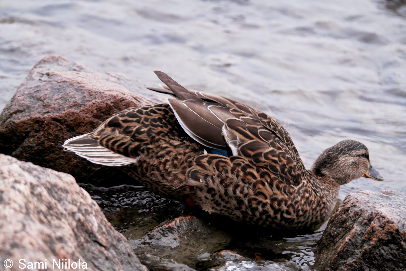 Samin luontokuvia nature photos: NAARAS SINISORSA