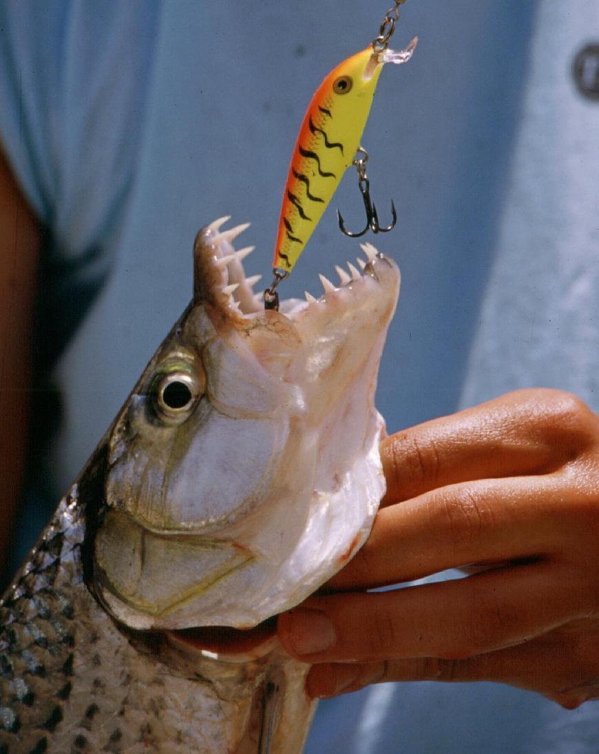 Pesca intorno al mondo: TIGERFISH