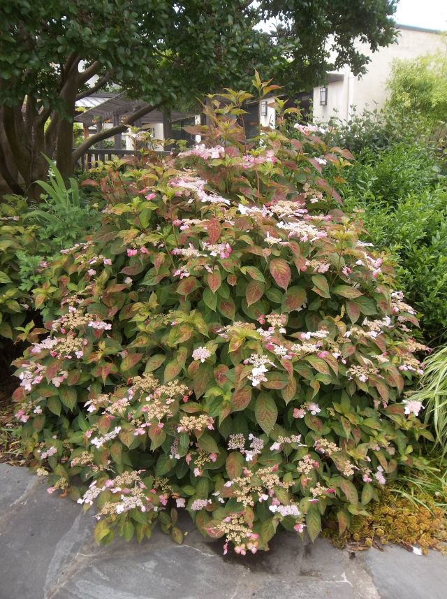 Future Plants by Randy Stewart: Hydrangea - Other Species