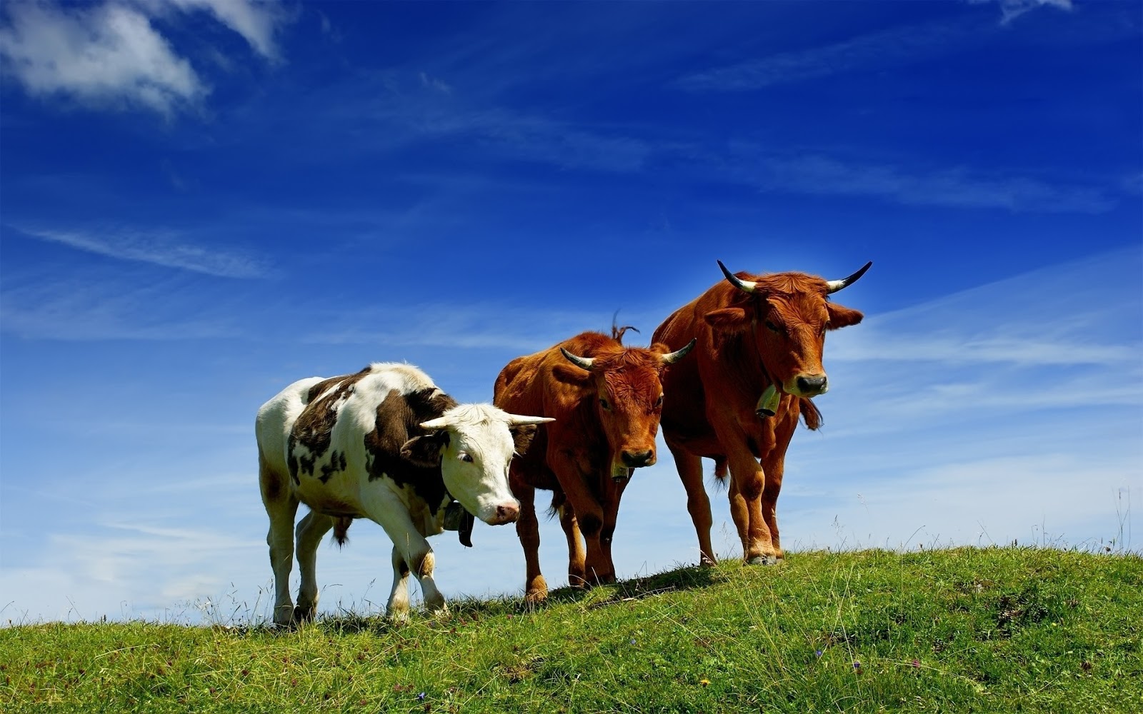 Vacas Wallpapers