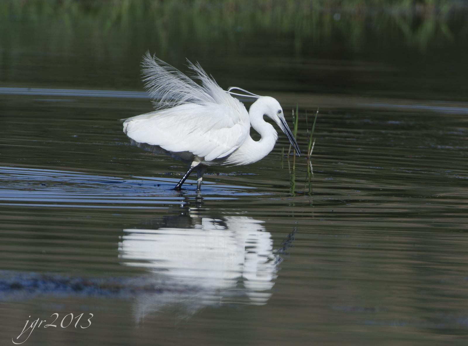 Fotografia, naturaleza y más.: GARZAS COMUNES