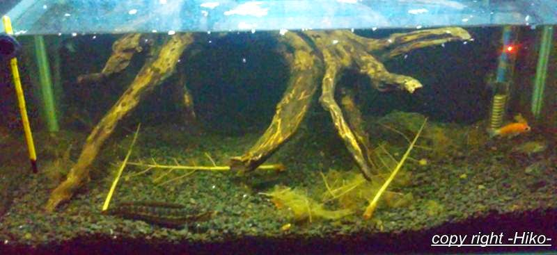 Mahamaya Hiko: Channa Bankanensis "Bangka snakehead" Profil dan cara ...