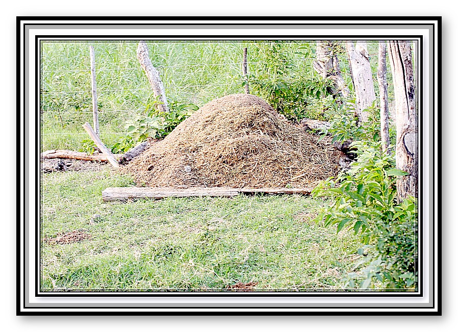 Maralfalfa Veracruz MEXICO: 5 razones para sembrar el pasto Maralfafa
