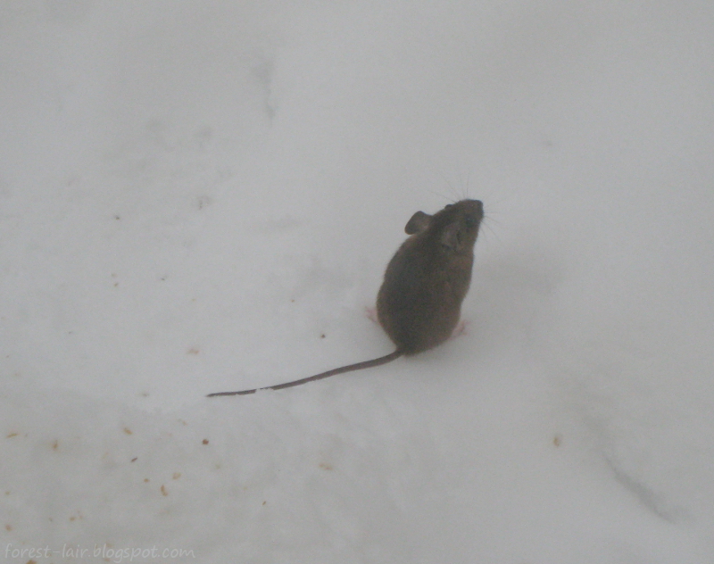 Forest Lair: Mice in snow. Мыши в снегу