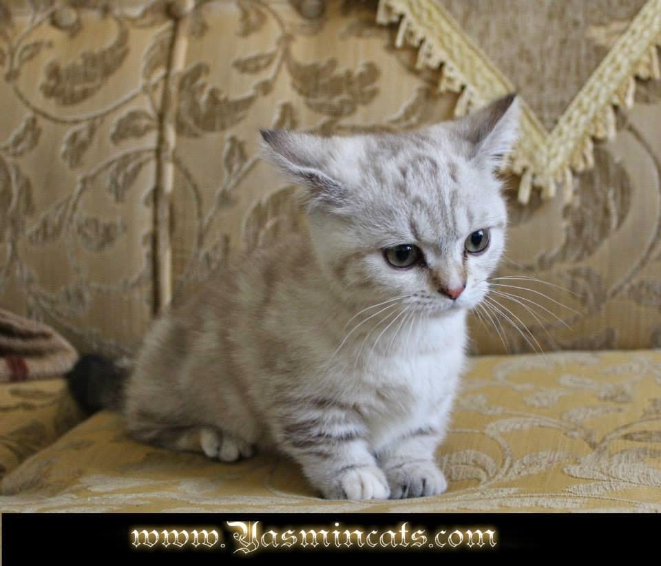 Munchkin Kittens