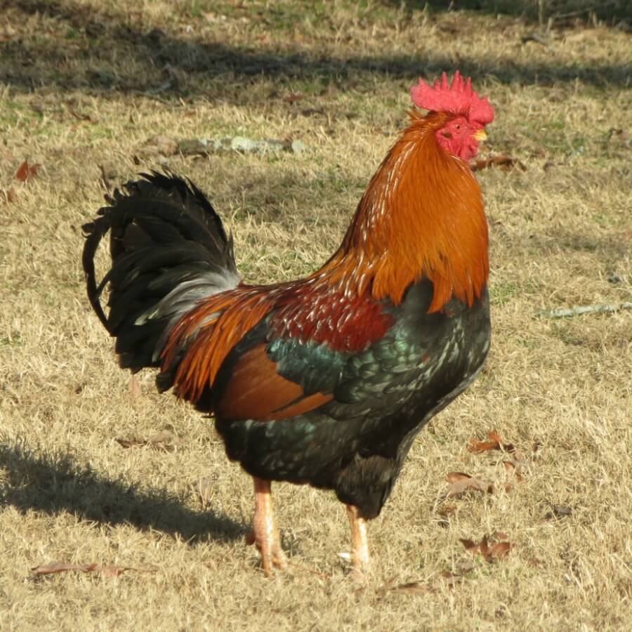 Woodville Ace Chicken Blog: Welsummer