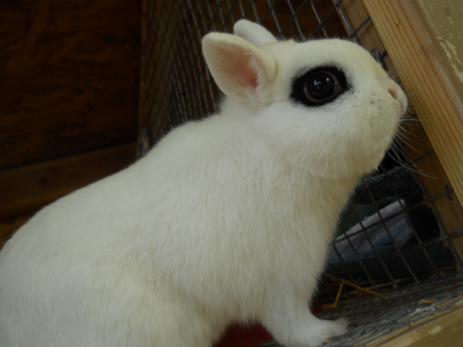Little Rascal's Rabbitry: Basics of Evaluating the Dwarf Hotot