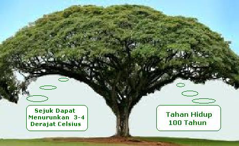 Mari Tanam Pohon Trembesi