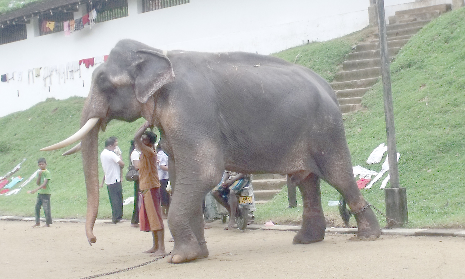 Images of Sri Lanka on blogspot.com: Three pictures of a tusker (male ...