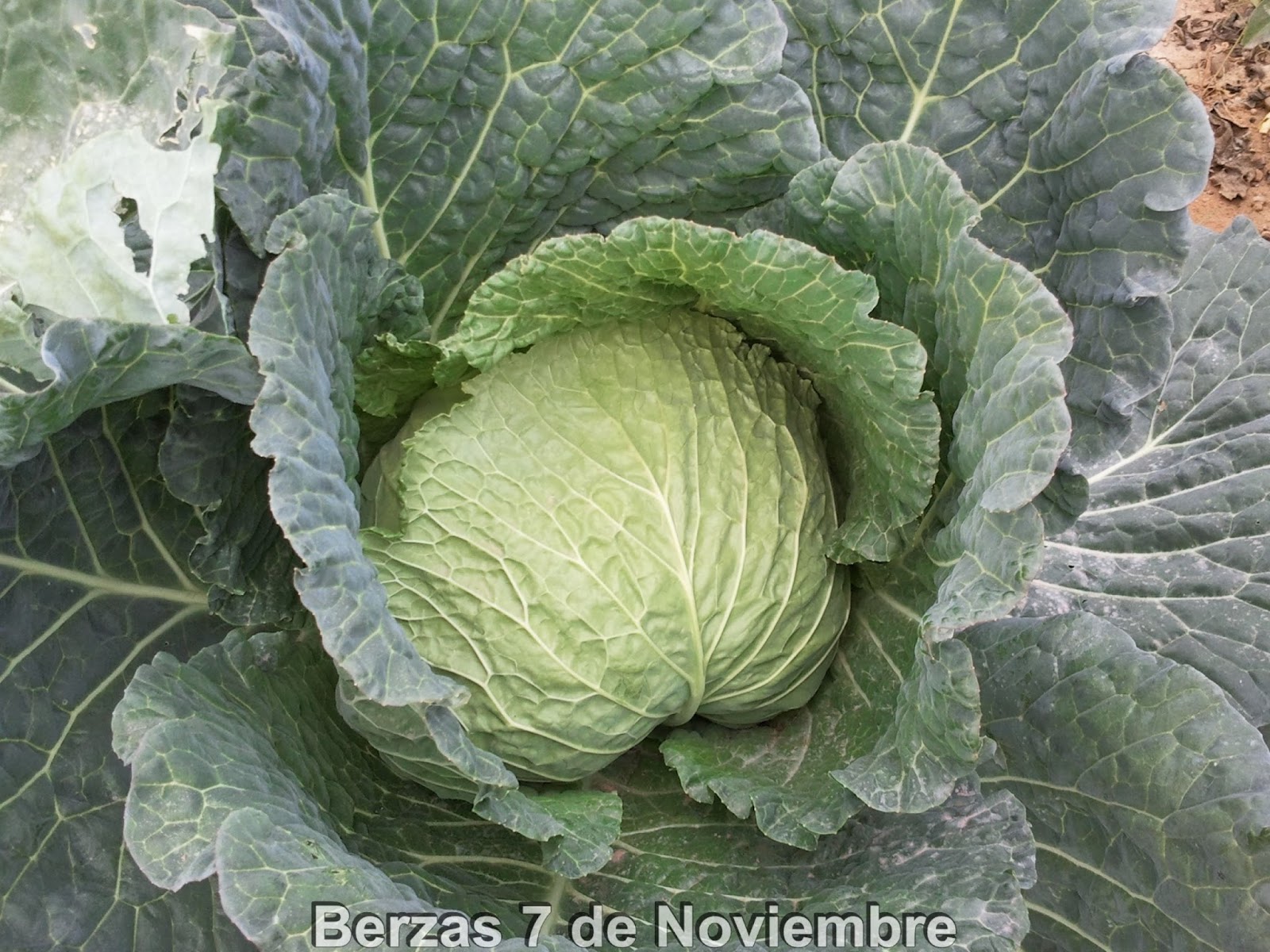 Todo sobre mi Huerto: 2016