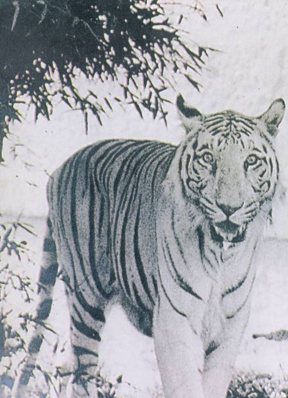 White Tigers and Their Future: RAREST OF RARE PHOTOS