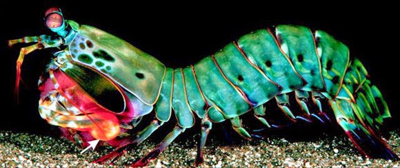 Greenwichdiving: Mantis marina: Las boxeadoras del mar.