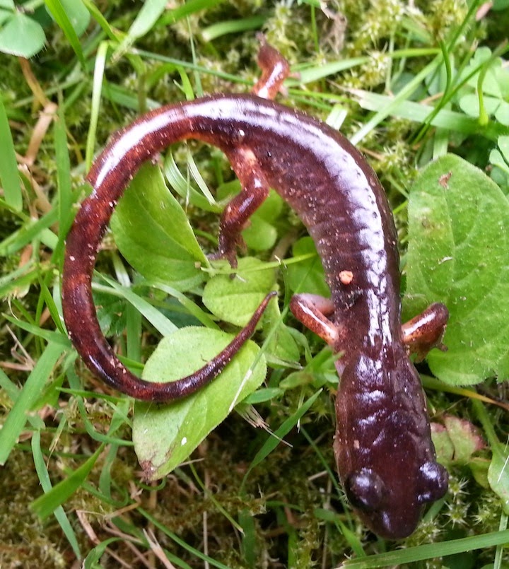 Weeding on the Wild Side: Continuous bloom: roses, geraniums, plus June ...