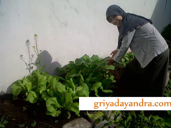 membuat taman sayur dirumah yuks... ~ My home sweet home