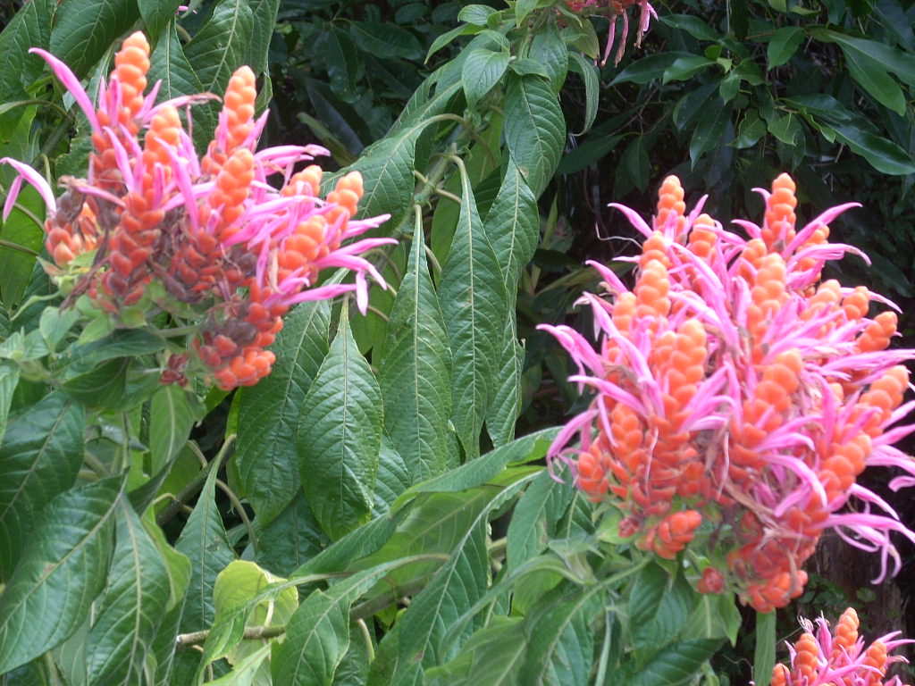 Cow Bay Stories: Orange Shrimp Plant