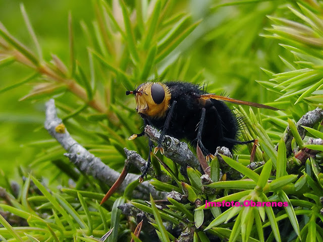 MONTES OBARENES ENTORNO Y VIDA: Moscón de cabeza dorada. Tachina grossa