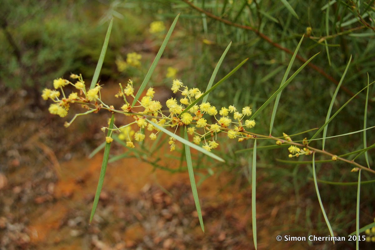 iNSiGHT News: April 2015