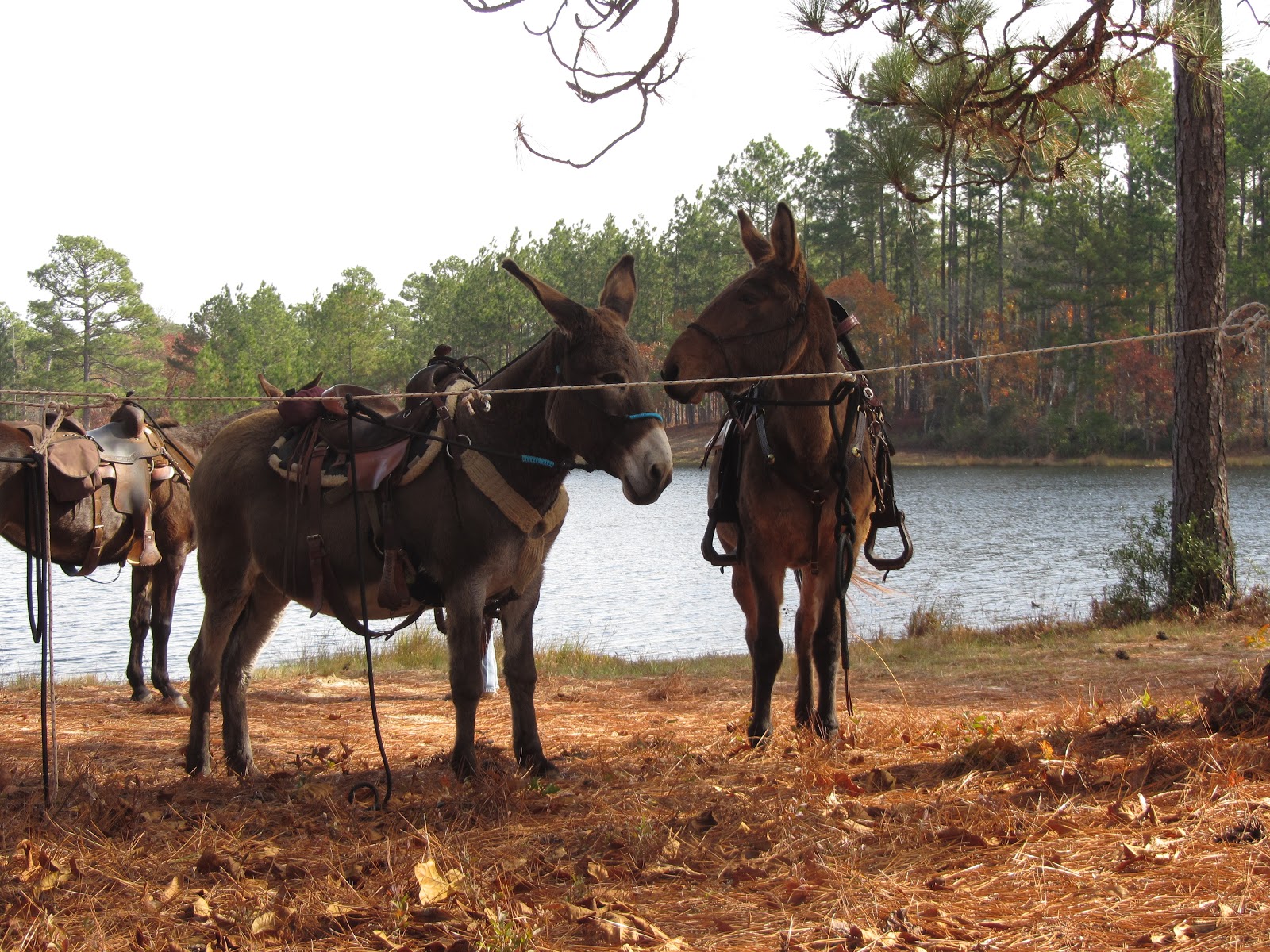 St.Clair Red Mule Farm -Mule & Donkey Adventures: H. Cooper Black ...