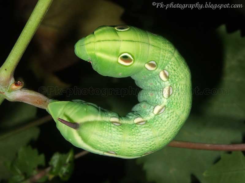 Big Green Caterpillar | Nature, Cultural, and Travel Photography Blog