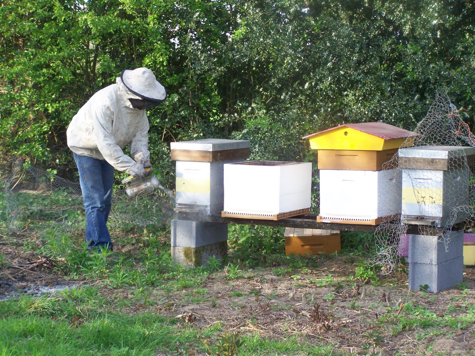 Le Rucher du Faubourg: Notre premier Rucher