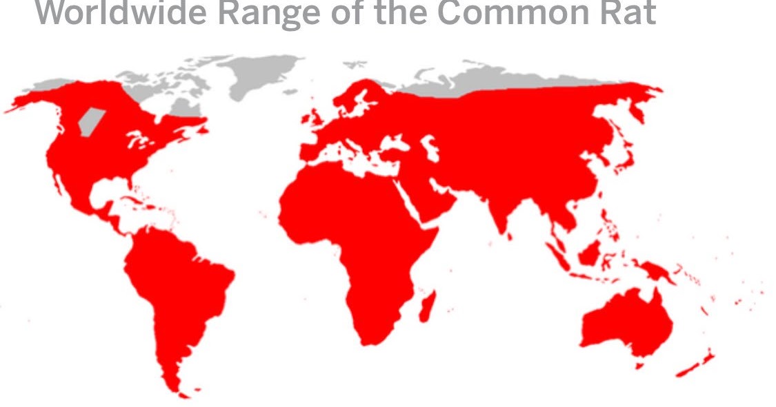 Terrierman's Daily Dose: The One Spot On the Map That Is Rat Free