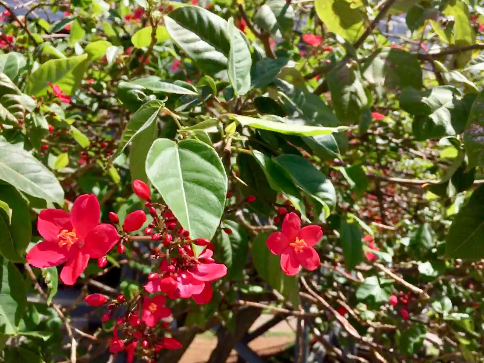 Jatropha integerrima (Peregrina)