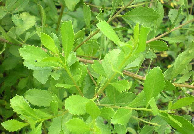 16 Khasiat Daun Beluntas Bagi Kesehatan Dan Kecantikan ~ Welcome To My Blog