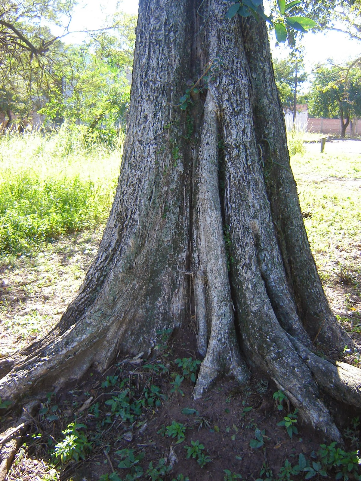 v e r d e c h a c o: Palo lanza / Juasy´y guasu / Cuta