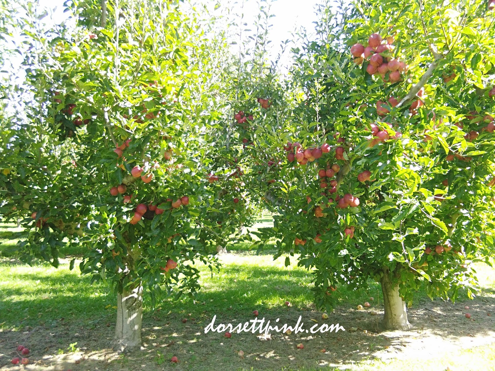 Makan Epal Segar dari Pokok di Cromwell, New Zealand | Dorsett Pink