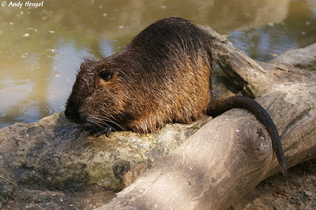 WREN: Engage, Educate, Empower!: Nutria