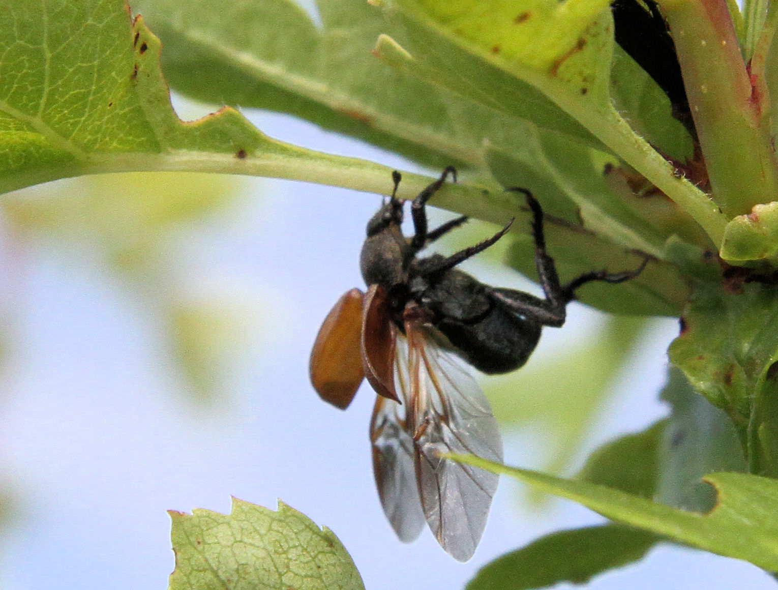 Birding with Flowers: Round-up of the End of the Spring Term