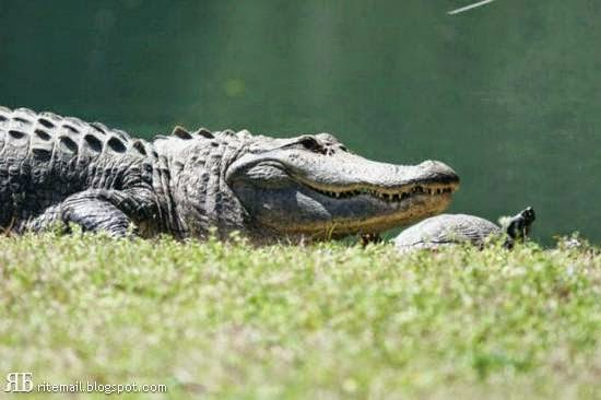 My Interesting Photo Friendship Between Turtles And Crocodile my-interesting-photo-friendship-between-turtles-and-crocodile