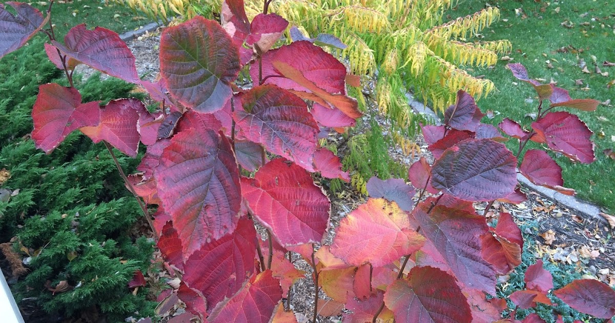 Riverbend Hazelnuts: FALL COLORS & TREE LIKE HAZEL'S