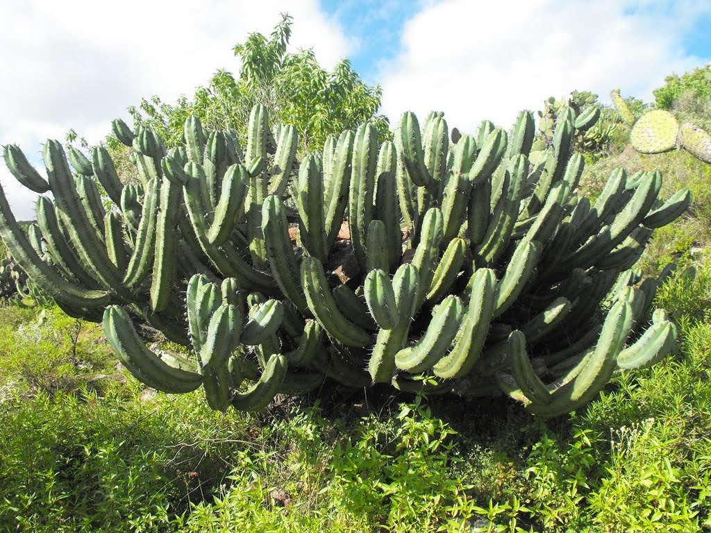 Reserva de la Biósfera Tehuacán-Cuicatlán: GARAMBULLO “Myrtillocactus ...