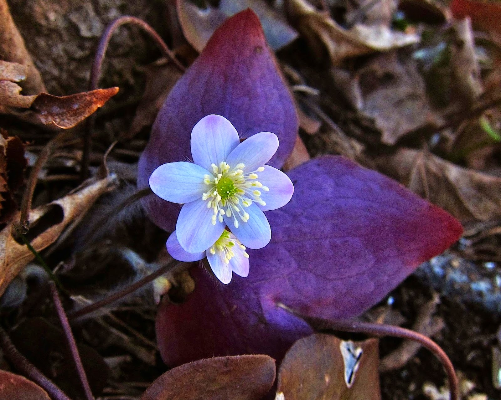 Saratoga woods and waterways: Variations on a Theme of Hepatica