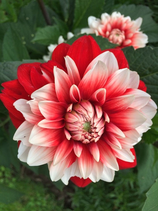 I Need New Things: Dahlia The Beauty