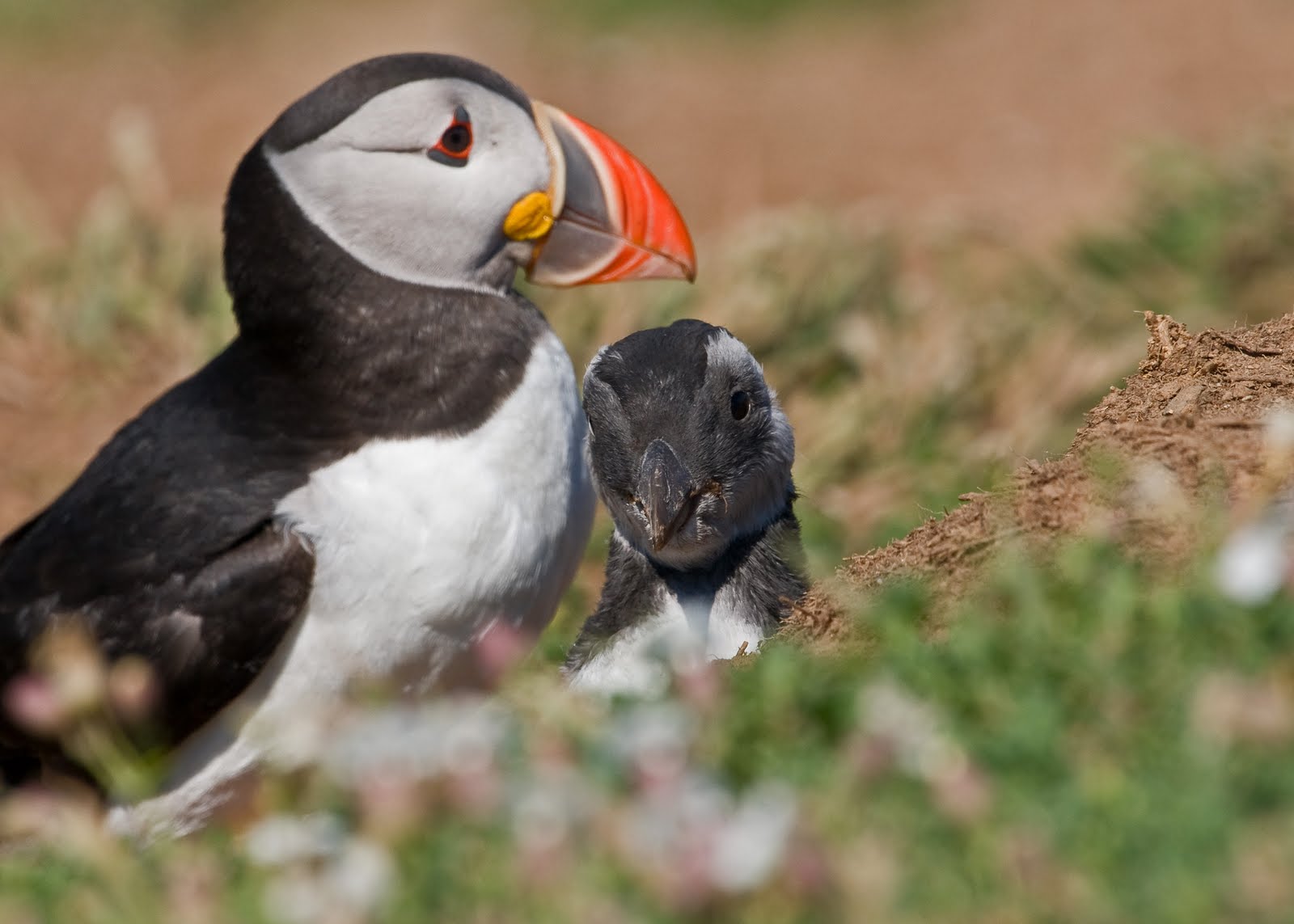 Greater Kent Birder: July 2011