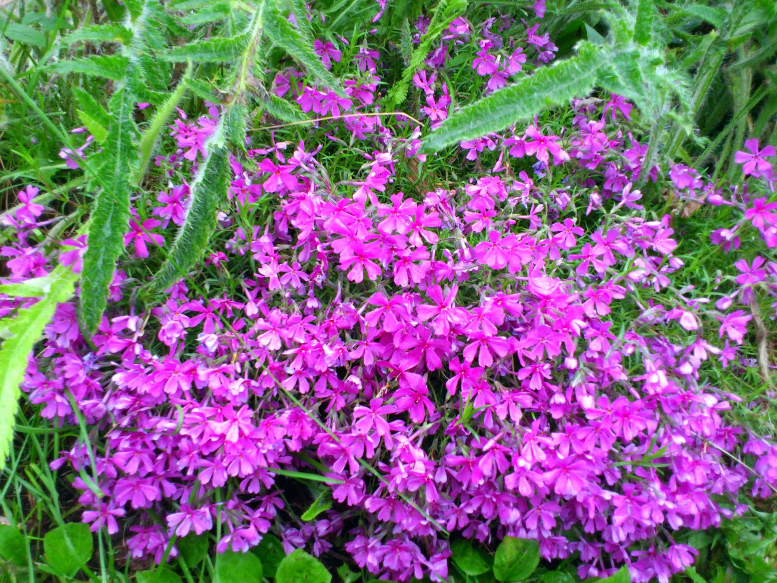 Kodu: Nõeljalehine leeklill