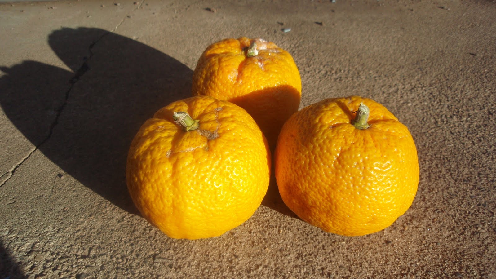 Hero爺 ブログ: Harvest - 2 (Jabara ジャバラ)