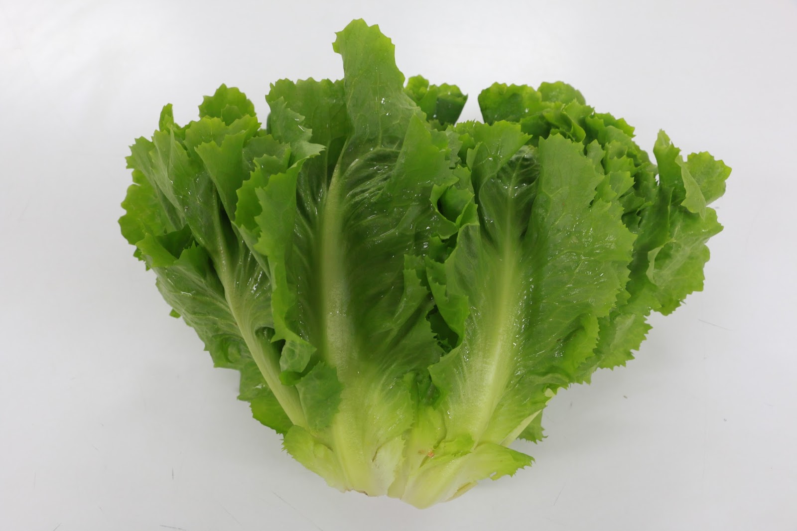 Fonte de saúde, escarola ajuda a combater doenças ósseas e câncer de cólon