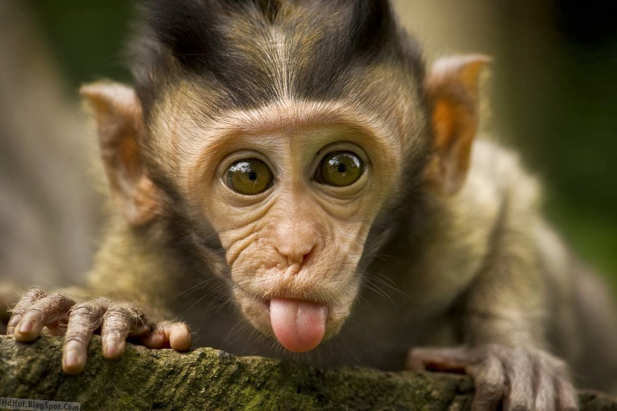 top 16 Most Cute And Beautiful Monkey Wallpapers In HD ( new )