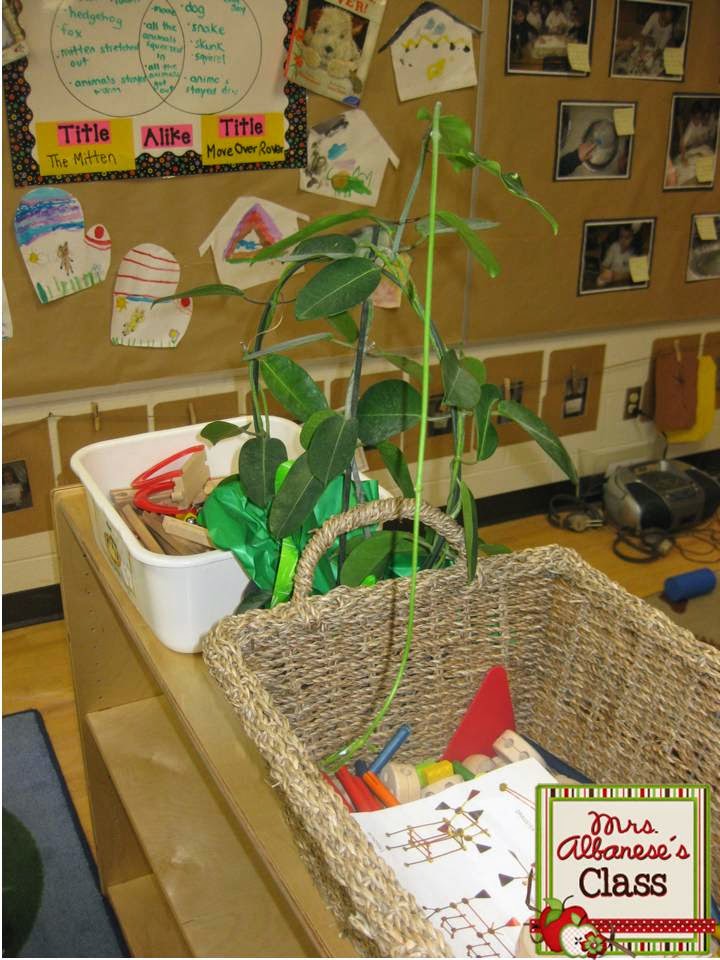 Our Seed Inquiry | Mrs. Albanese's Kindergarten Class