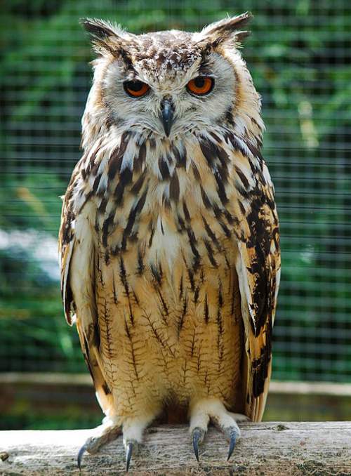 Rock Eagle Owl